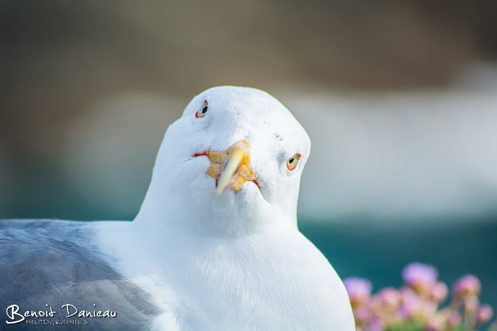 Dans les yeux du goéland - Benoit Danieau Photographies