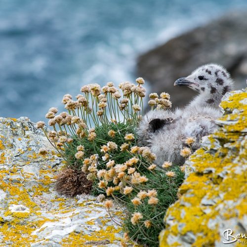Bébé goéland - Benoit Danieau Photographies