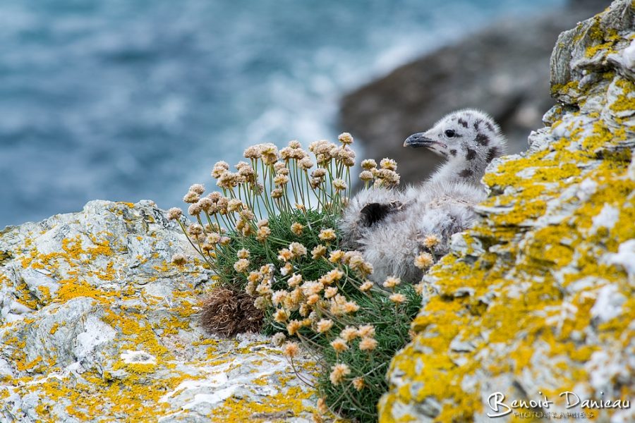 Oisillon - Benoit Danieau Photographies