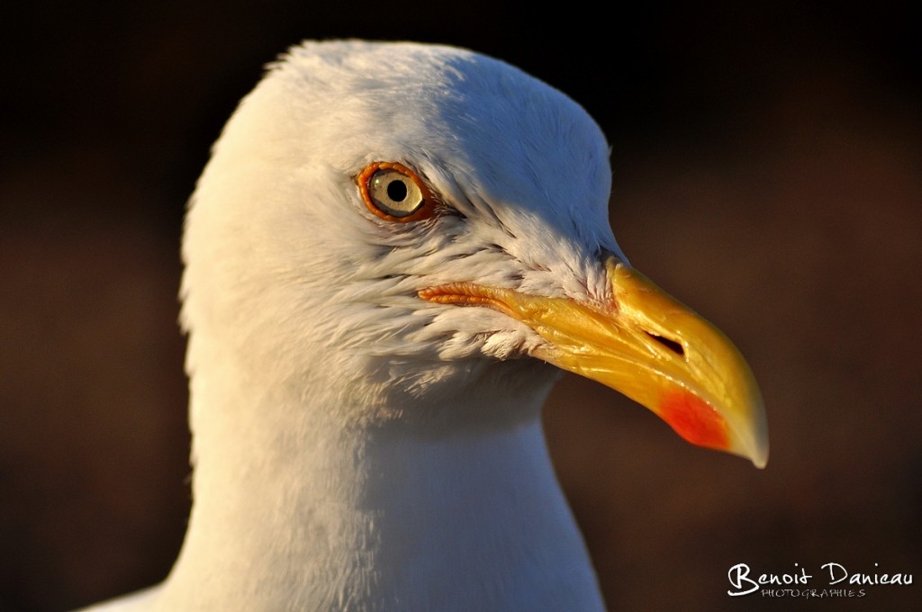 Goélands argentés, bruns et marins