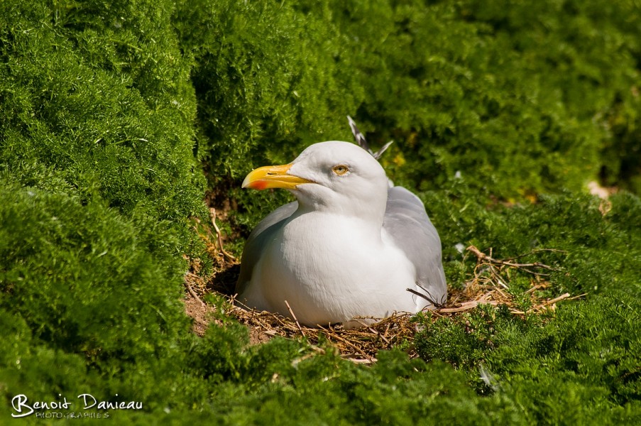 Goélands - Benoit Danieau Photographies