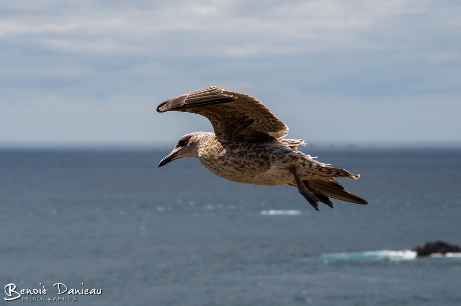 Goélands - Benoit Danieau Photographies