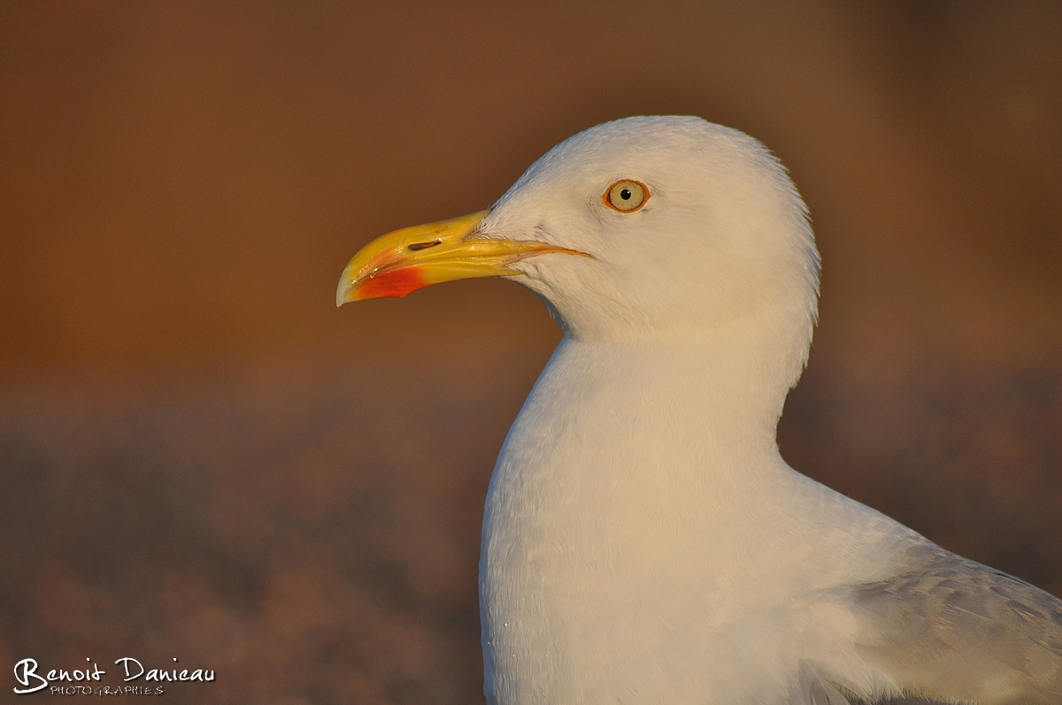 goéland argenté – Benoit Danieau Photographies