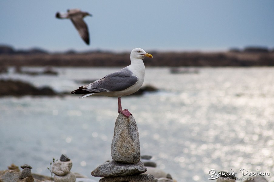 Goélands - Benoit Danieau Photographies