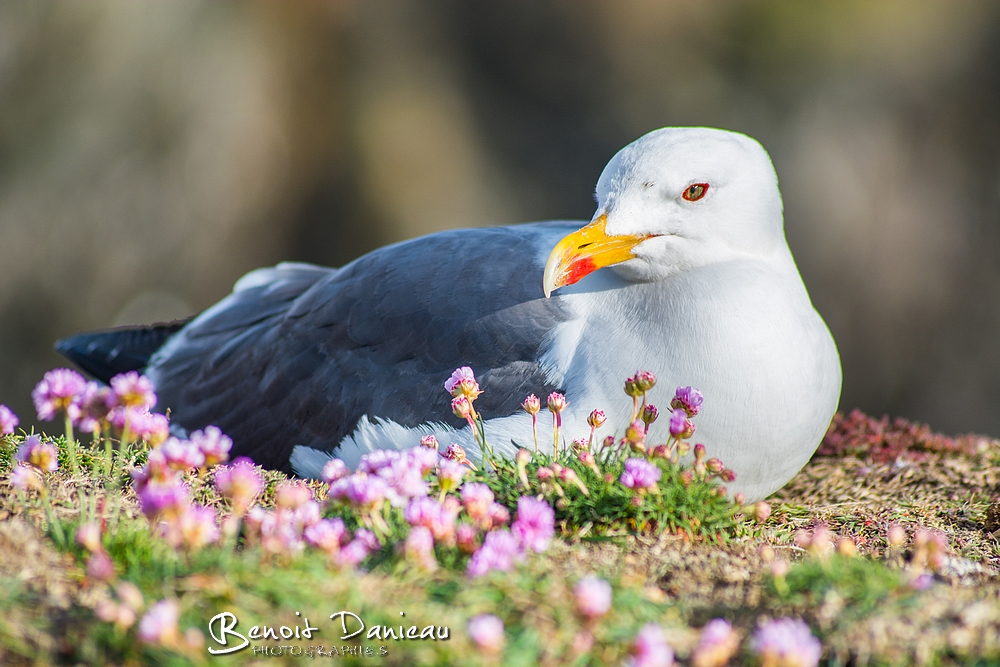 Goélands argentés, bruns et marins