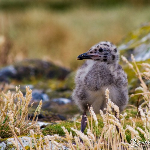 goéland oisillon - Benoit Danieau Photographies
