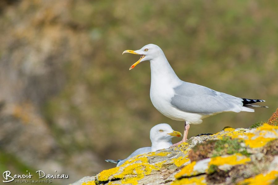 Goélands - Benoit Danieau Photographies