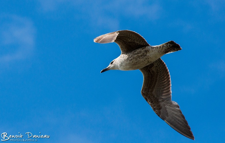 Goélands - Benoit Danieau Photographies