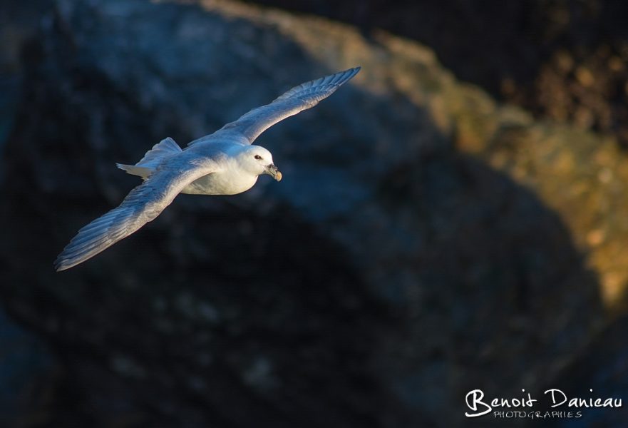 Fulmar boréal - Benoit Danieau Photographies
