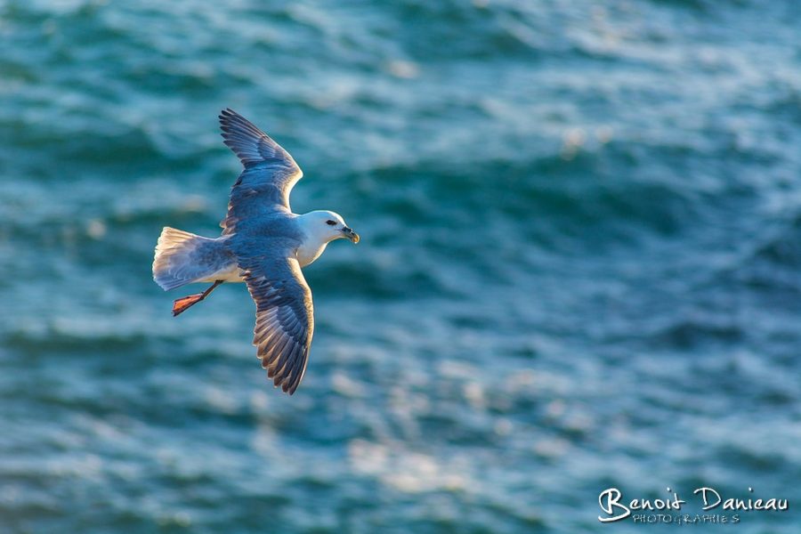Fulmar boréal - Benoit Danieau Photographies