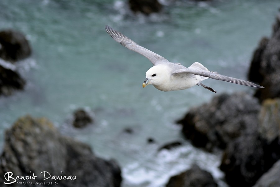 Fulmar boréal - Benoit Danieau Photographies