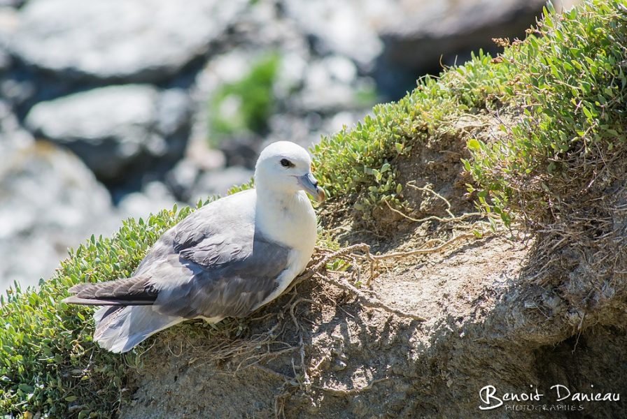 Fulmar boréal - Benoit Danieau Photographies