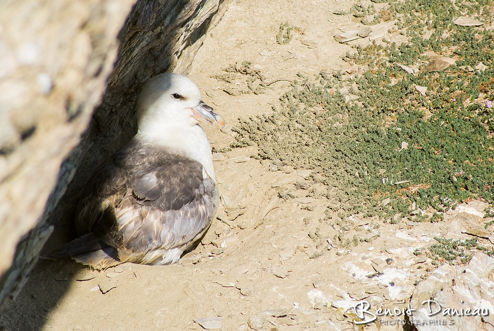 fulmar boréal juvénile - Benoit Danieau Photographies