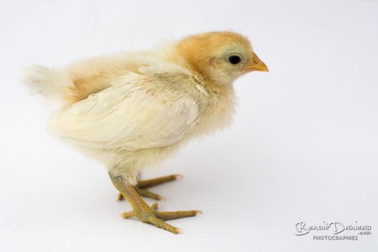 L'éclosion, le développement et l'élevage de poussin