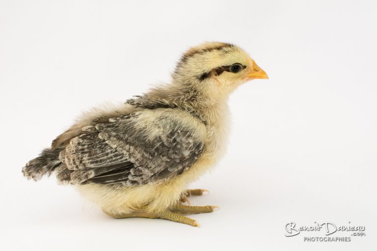 L'éclosion, le développement et l'élevage de poussin