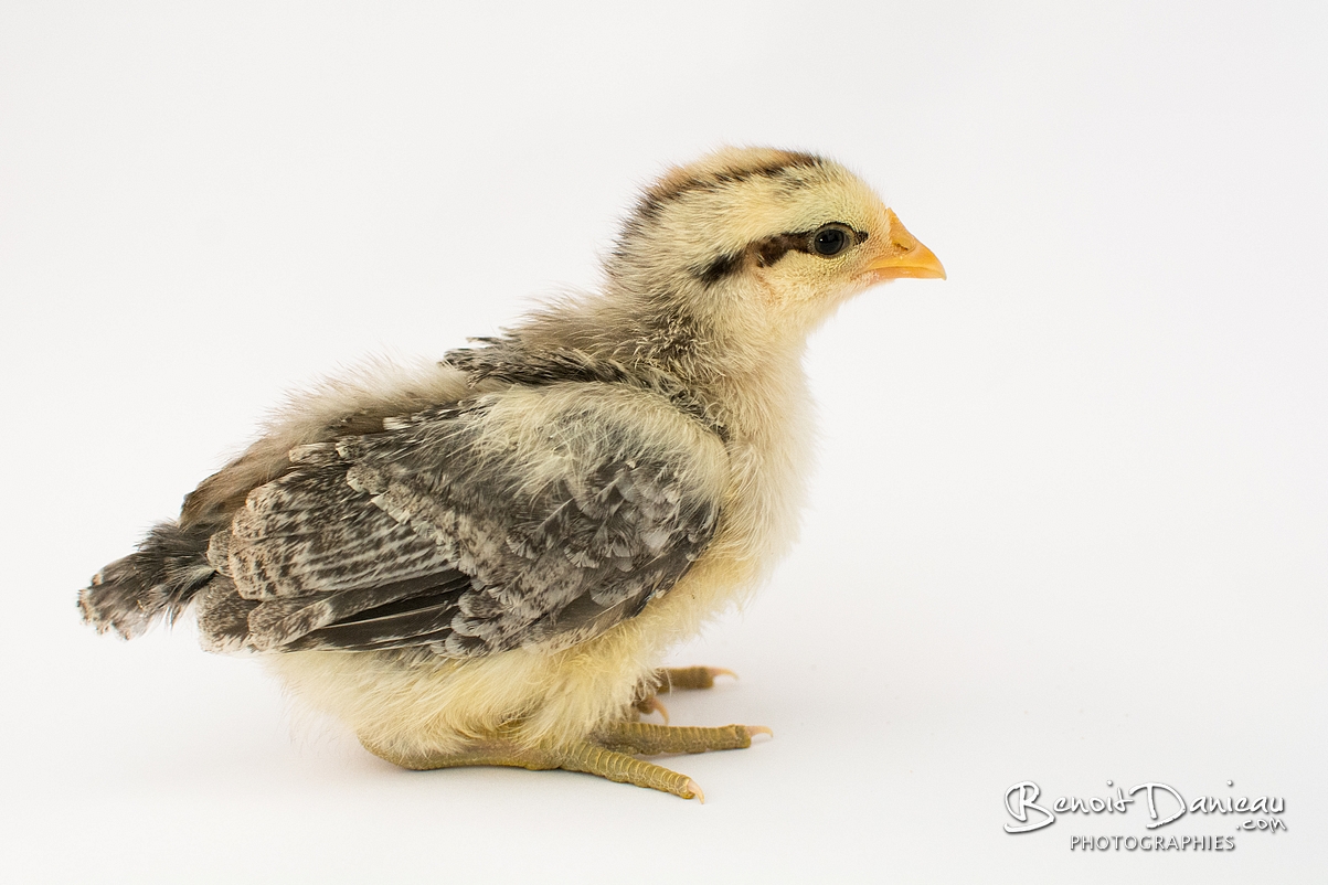 L'éclosion, le développement et l'élevage de poussin