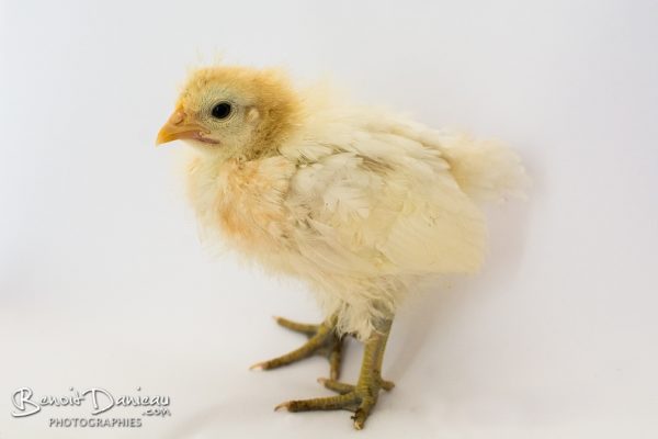 L'éclosion, le développement et l'élevage de poussin