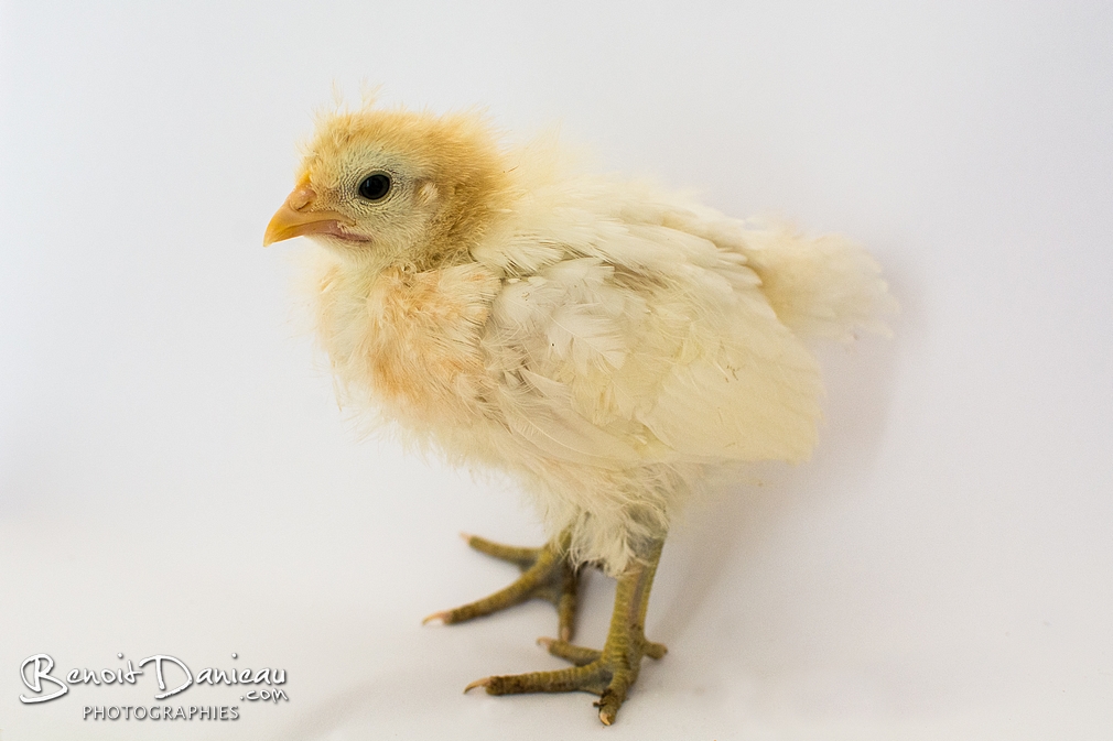 L'éclosion, le développement et l'élevage de poussin