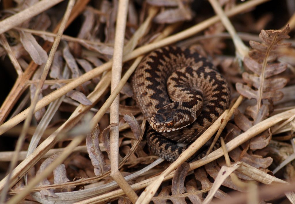 vipère péliade - Benoit Danieau Photographies