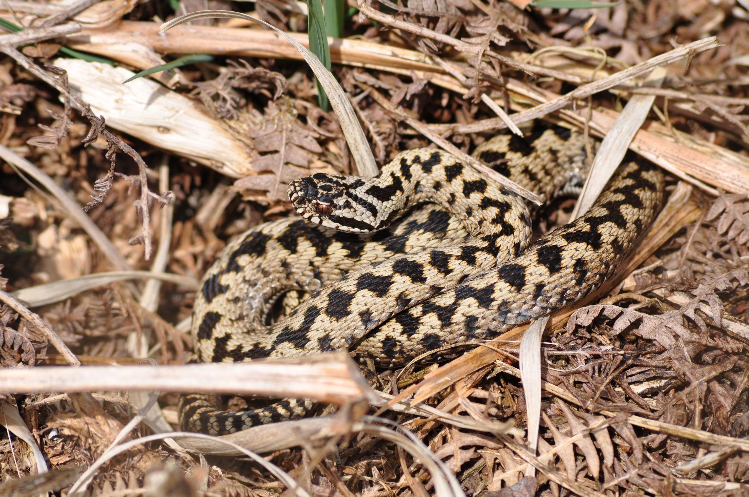 vipère péliade - Benoit Danieau Photographies